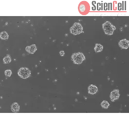 Ready-to-use 3D Human Blood Brain Barrier Spheroid Kit with HUVEC...