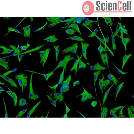 Human Cardiac Fibroblasts-atrial (HCF-aa)