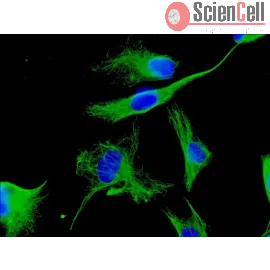 Human Cardiac Fibroblasts (HCF)