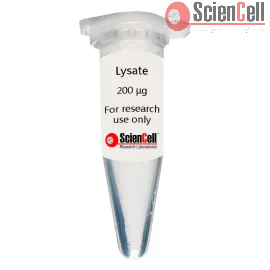 Human Lymphatic Endothelial Cell Lysate (HLEC Lysate) | Sciencell...