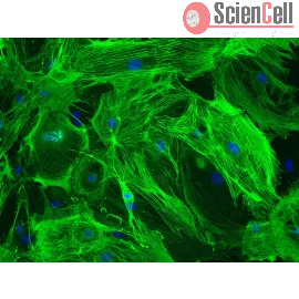 Mouse Brain Vascular Pericytes from CD1 (MBVP)