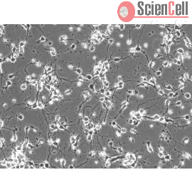 Mouse Neurons-cortical from C57BL/6 (MN-c) | Sciencell Research...