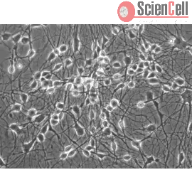 Mouse Neurons-cortical from CD1 (MN-c) | Sciencell Research...