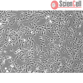 Rabbit Dermal Fibroblasts (RabDF) | Sciencell Research Laboratories
