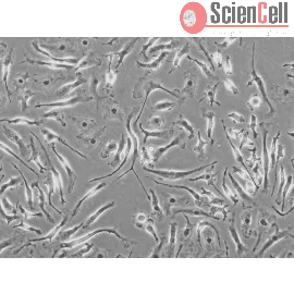 Rat Macrophages (RMa-bm) | Sciencell Research Laboratories