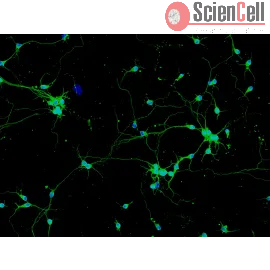 Rat Neurons-dorsal spinal cord (RN-dsc)