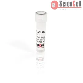 Recombinant Human Growth Hormone (rhGH) | Sciencell Research...
