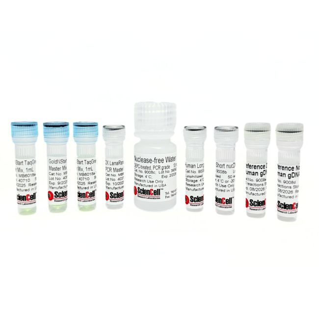 Human Thyroid Fibroblasts (HThF)